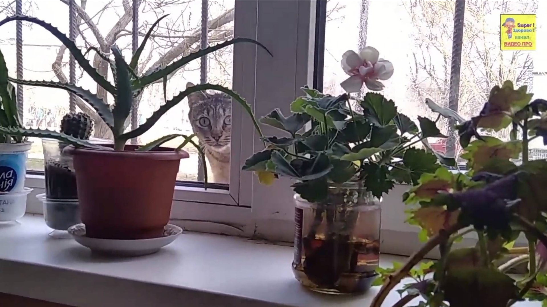 Кошка услышала крик мартовского кота