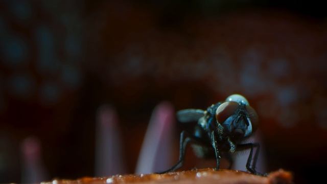 Зелёная планета 1 серия «Тропические миры» (документальный сериал, 2022)