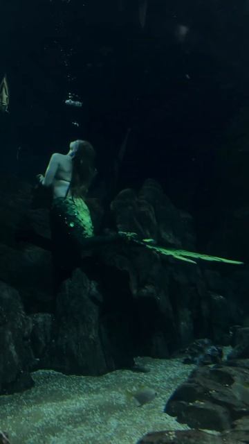 Русалочка. Океанариум Сочи.