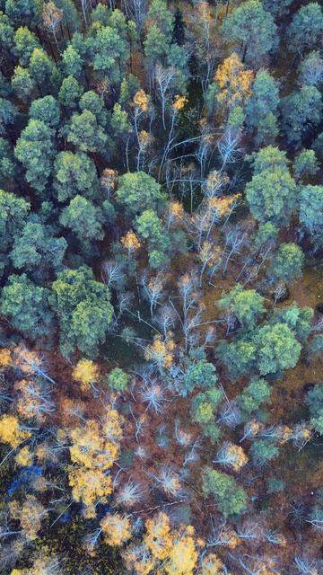 Золотая осень в России. Красота родной природы.