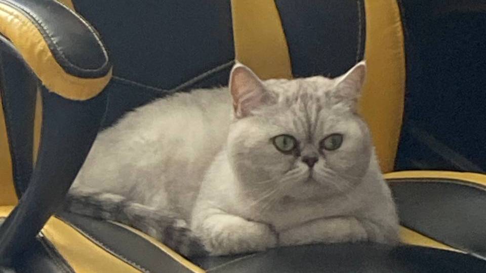 Реставрация откладывается