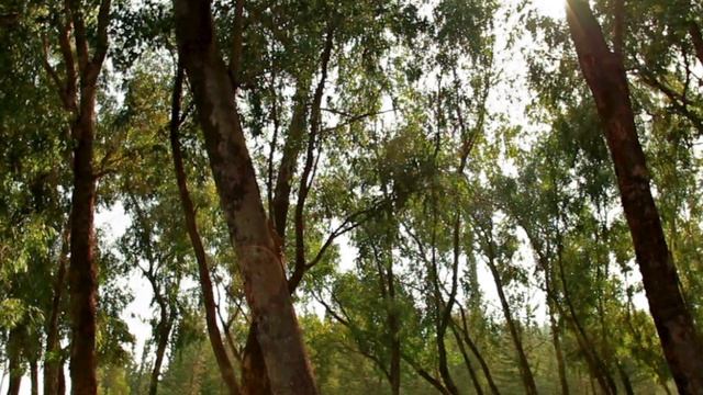 'Древлегорск' 'Оять' 'Радость' 'Радость (переход к)'