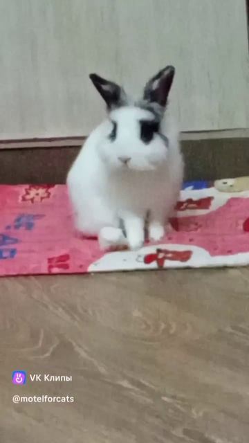 Кролик бобо