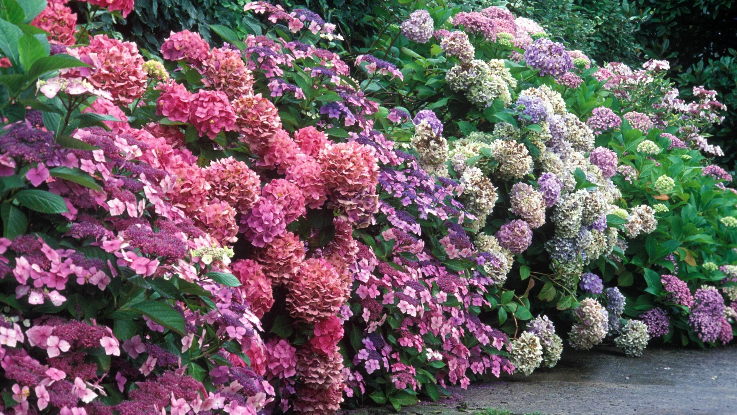 17 сортов гортензий разных видов, которые вы обязаны попробовать