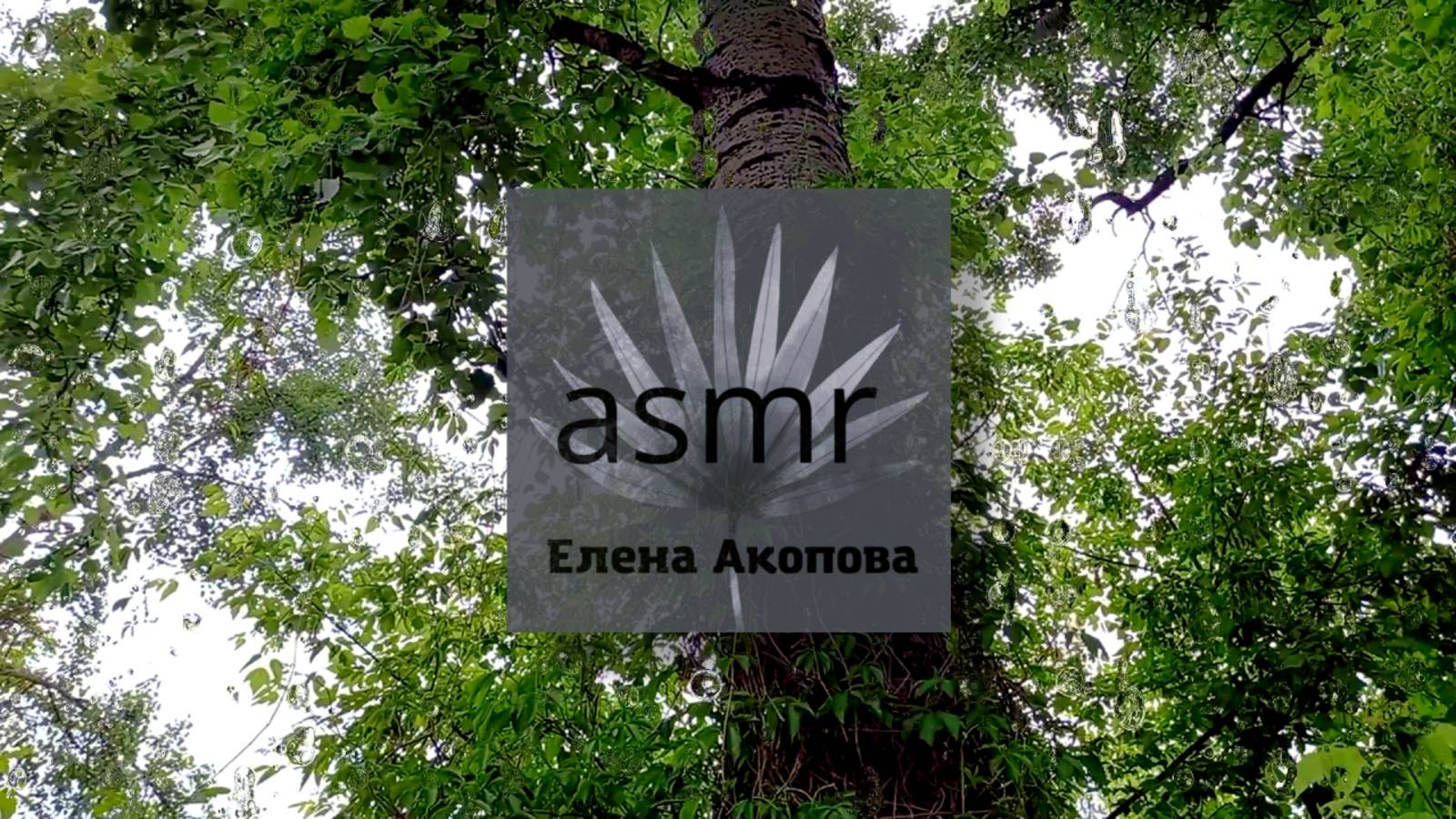 Звук дождя по нежной зелени деревьев у реки.  Для сна