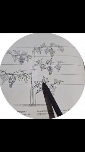 Особенности выращивания винограда в теплице и в открытом грунте #Гарденмарт_советы