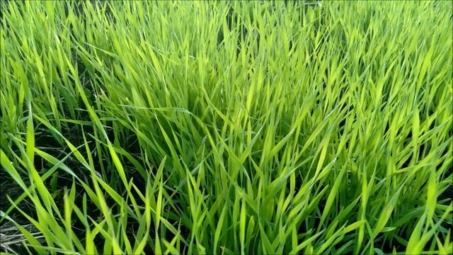 Занятие 5. Всходы пшеницы