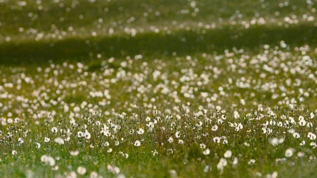 Зелёная планета 3 серия «Сезонные миры» (документальный сериал, 2022)