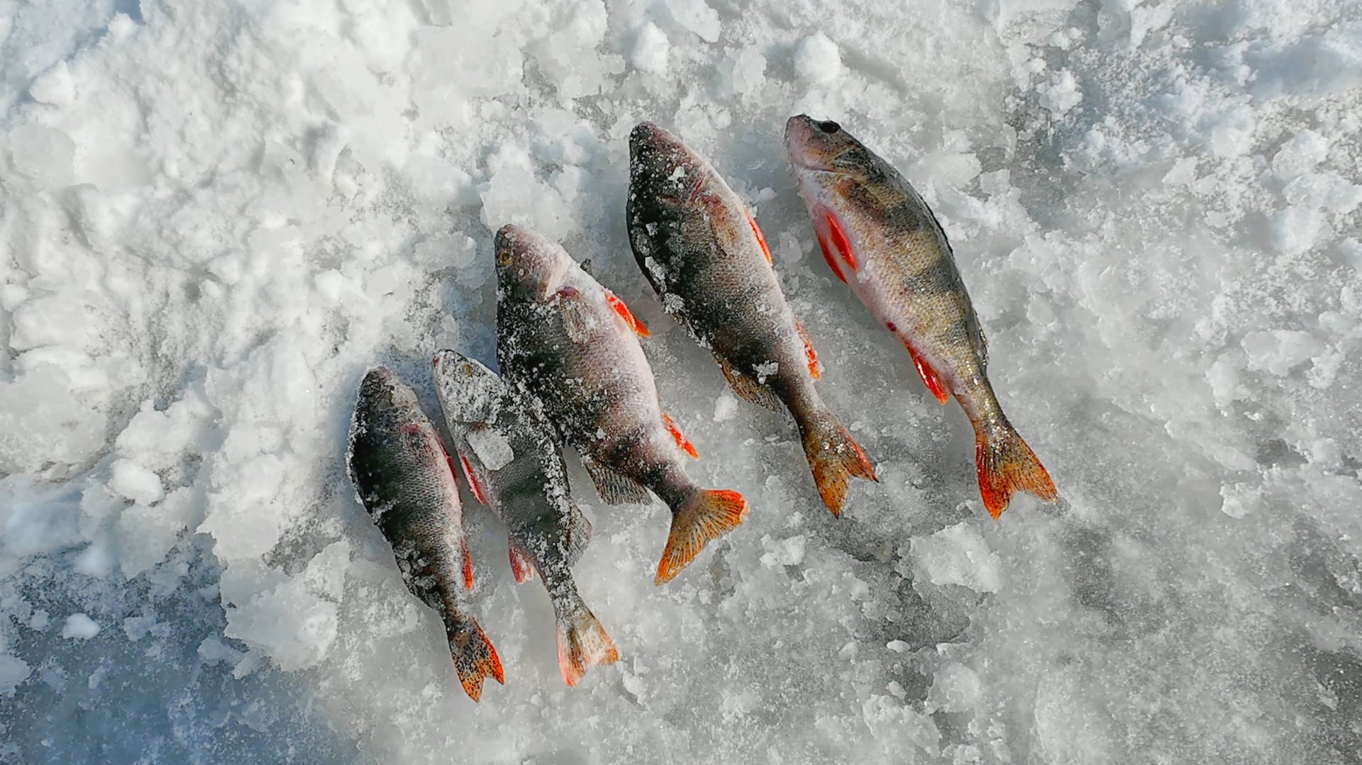 Конец Февраля. глухозимье. Река Ахтуба.