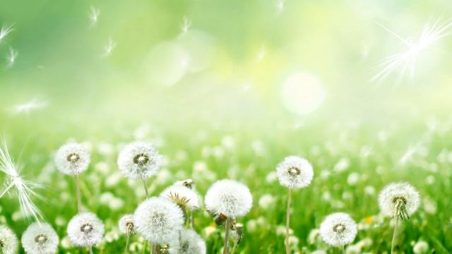 Футаж Одуванчики / 8 Марта / Весна