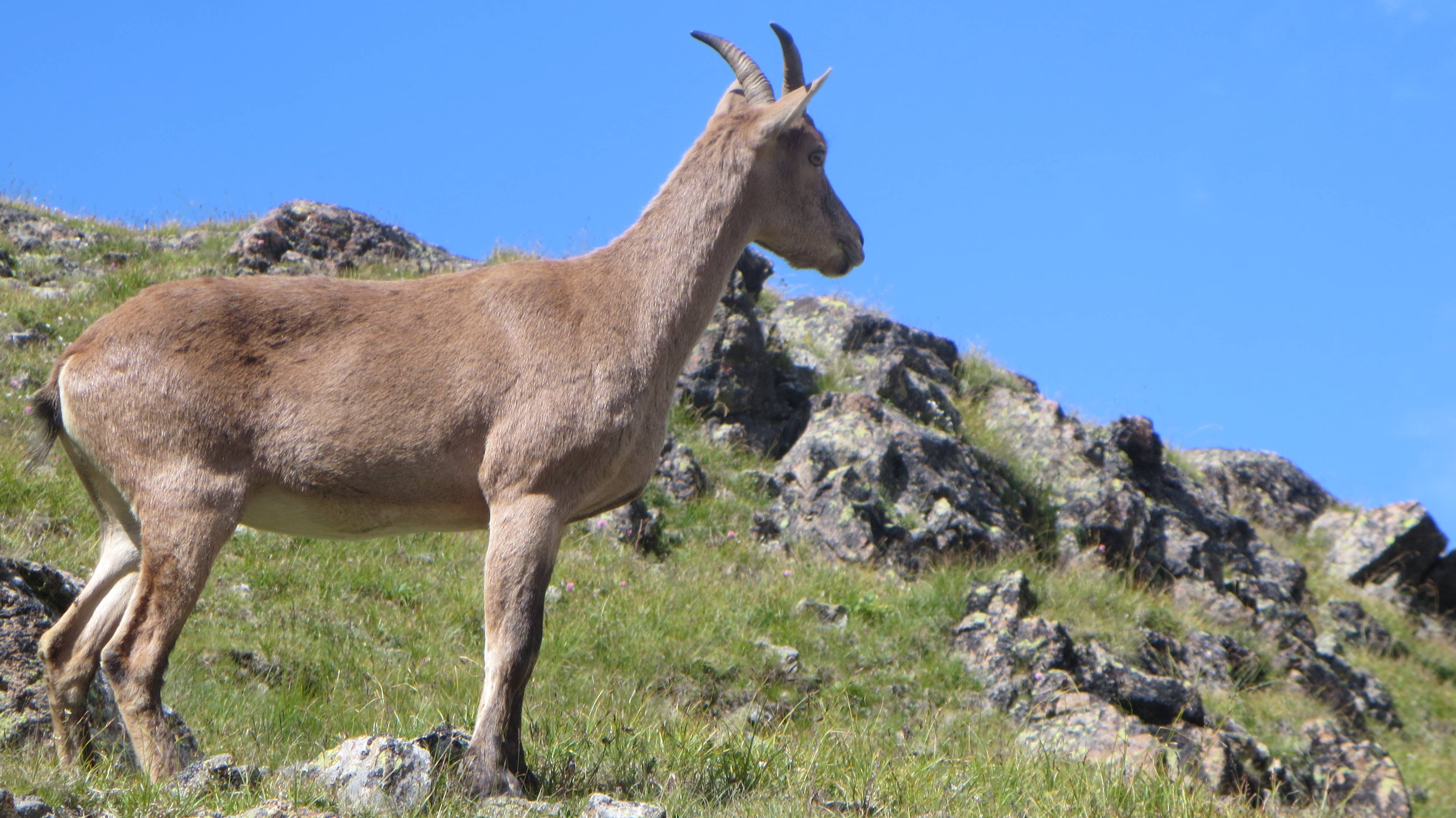 Сказочный Архыз. Ч.7. Перевалы Агур, Федосеева. Озеро Продольное. Горные козлы. Горный поход.