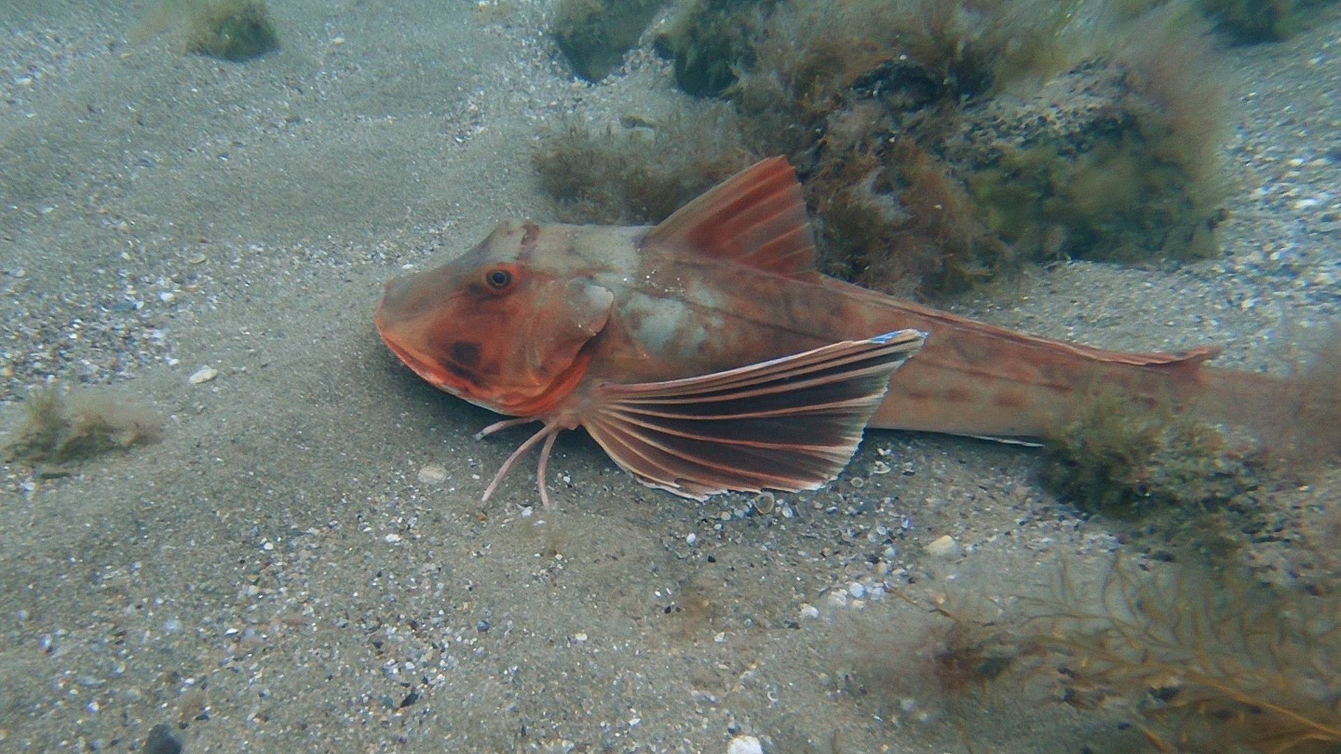 ПОДВОДНЫЙ МИР ЧЕРНОГО МОРЯ / 2