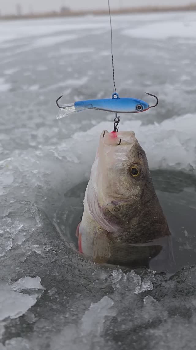 Много окуней 🤣🤣🤣