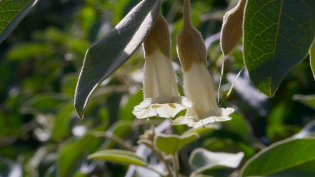 Зелёная планета 5 серия «Миры человека» (документальный сериал, 2022)