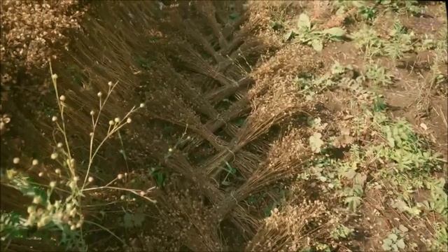 ВИДЕОУРОК 5.Уборка льна. Теребление и обмолот