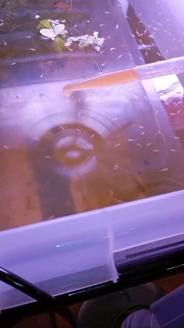 Малек,кормление.