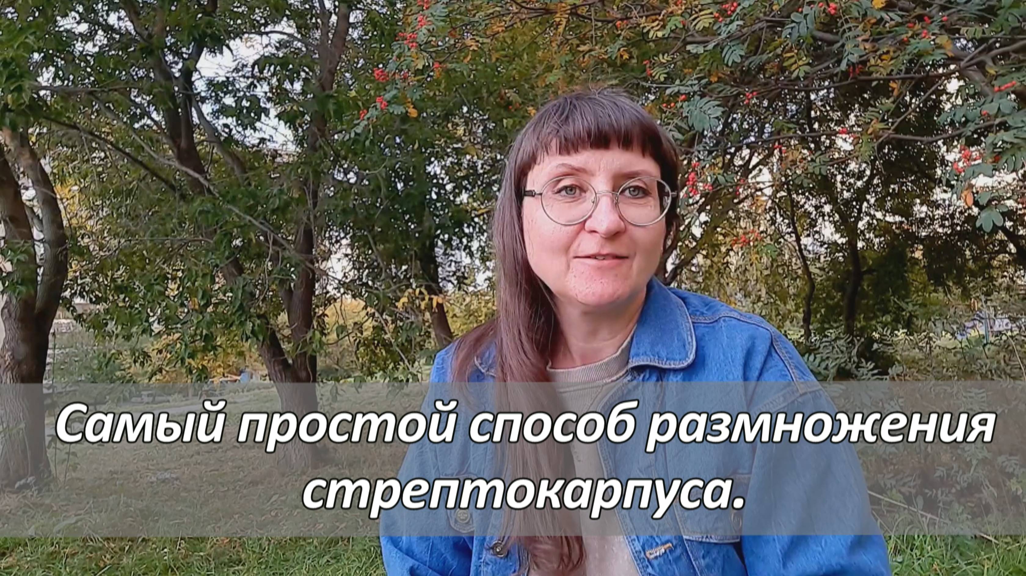 Мой лайфхак. Деление куста стрептокарпуса.