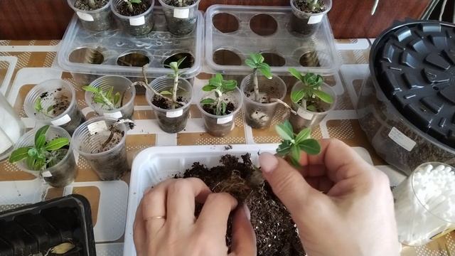 Адениумы из семян. Следующий этап 💞