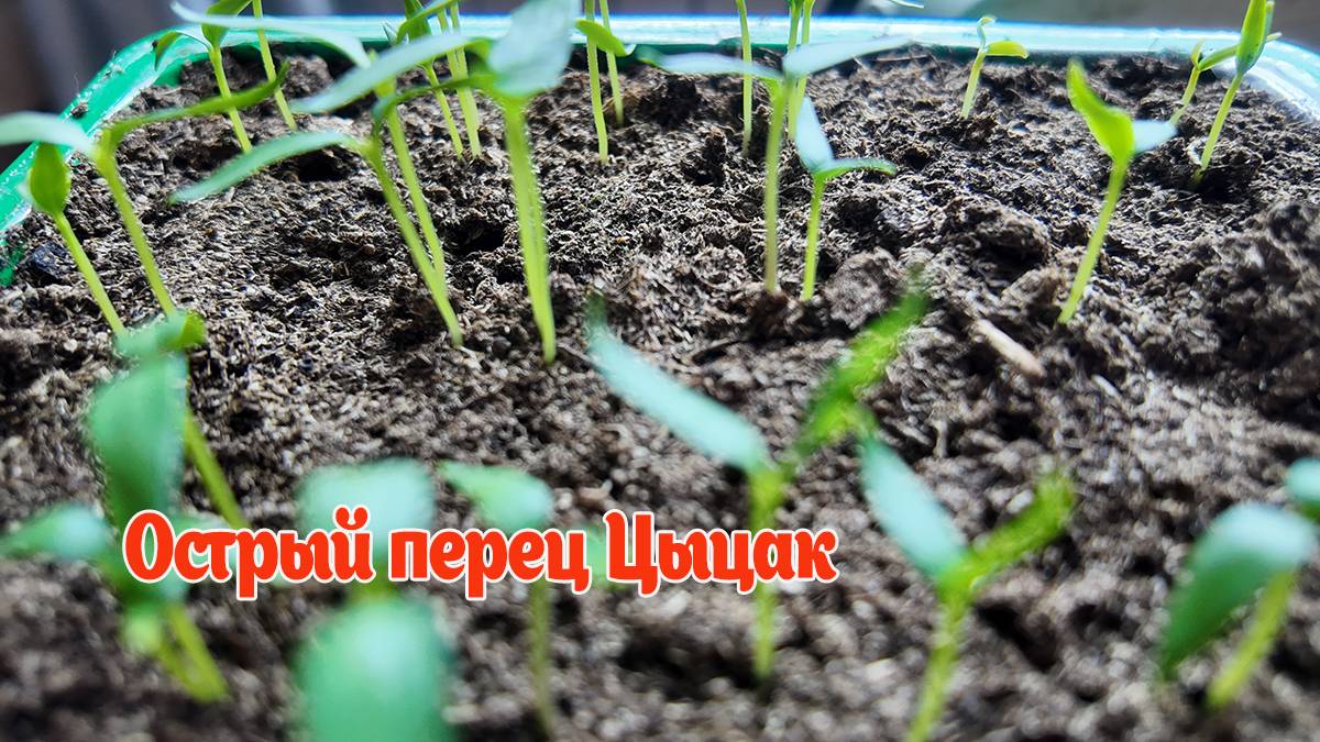 Перец ОСТРЫЙ ЦЫЦАК. Выращивание из семян. Посев перца в кассету.