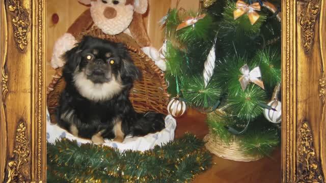 ГРЭЙ - Друг любимый!