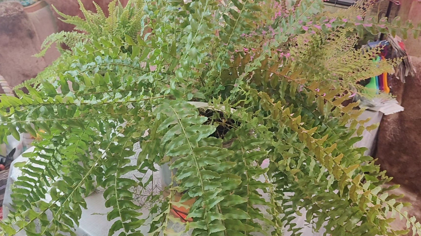 Мои папоротники. Пересадка, обзор