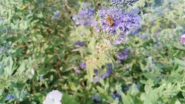 Ещё немного лета под Новый год! / A little more summer for the New Year!