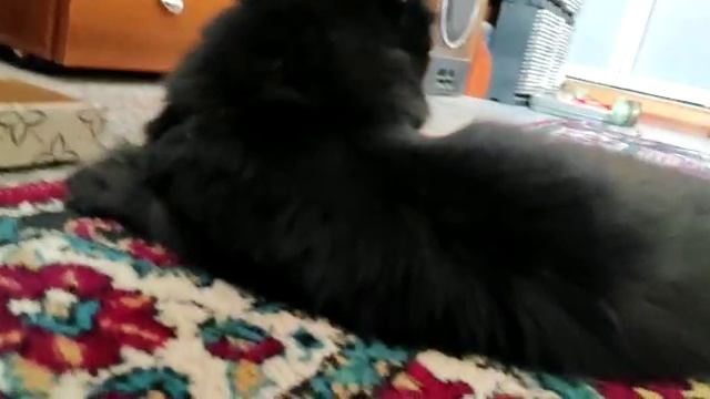 Ася и мышка