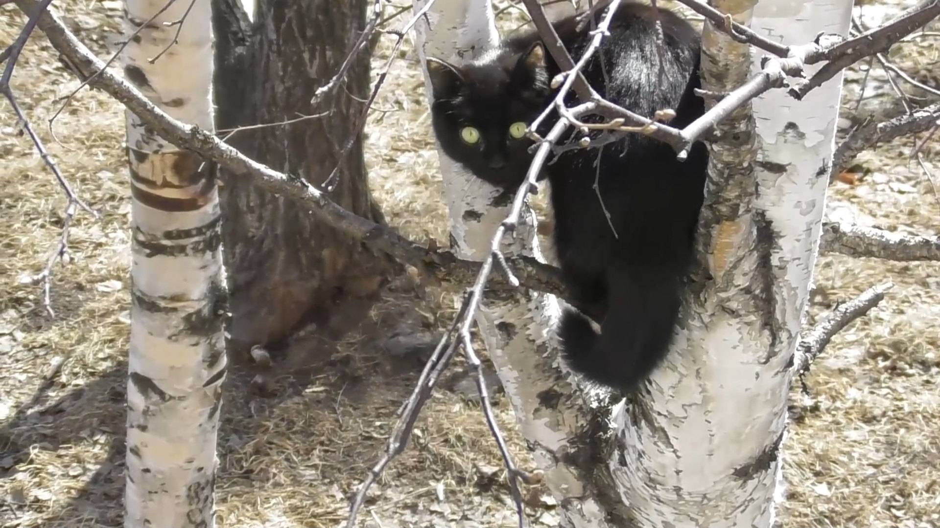 Жертва и Хищник. Вечное противостояние кошек и собак.