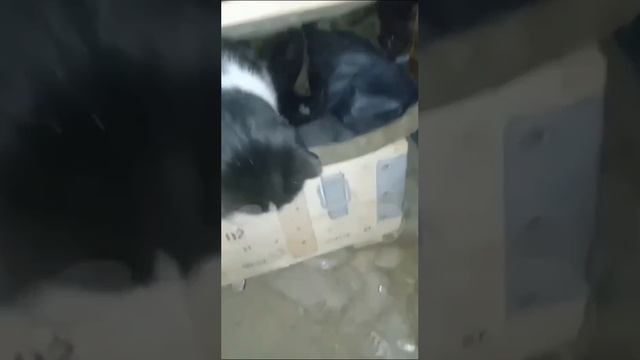 Фронтовые коты