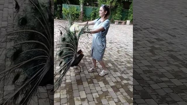 Павлин тайган