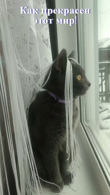 Как прекрасен этот мир! Любопытный котик.