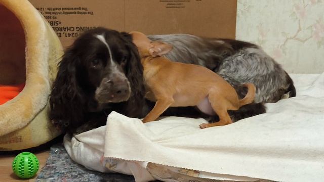 а, где моя игрушка!