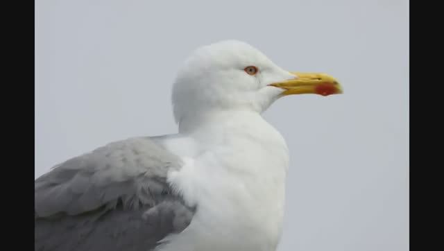 Turkey Istanbul.1.2011