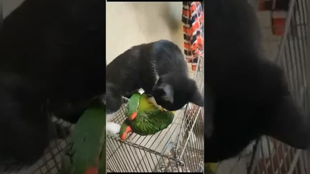 НАШИ ЗАБАВНЫЕ ЖИВОТНЫЕ...