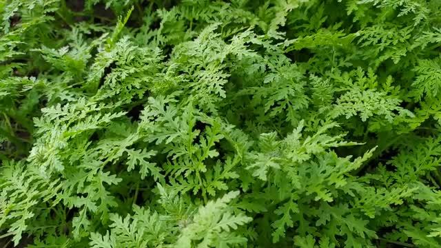 Обзор 16 мая? Фацелия.