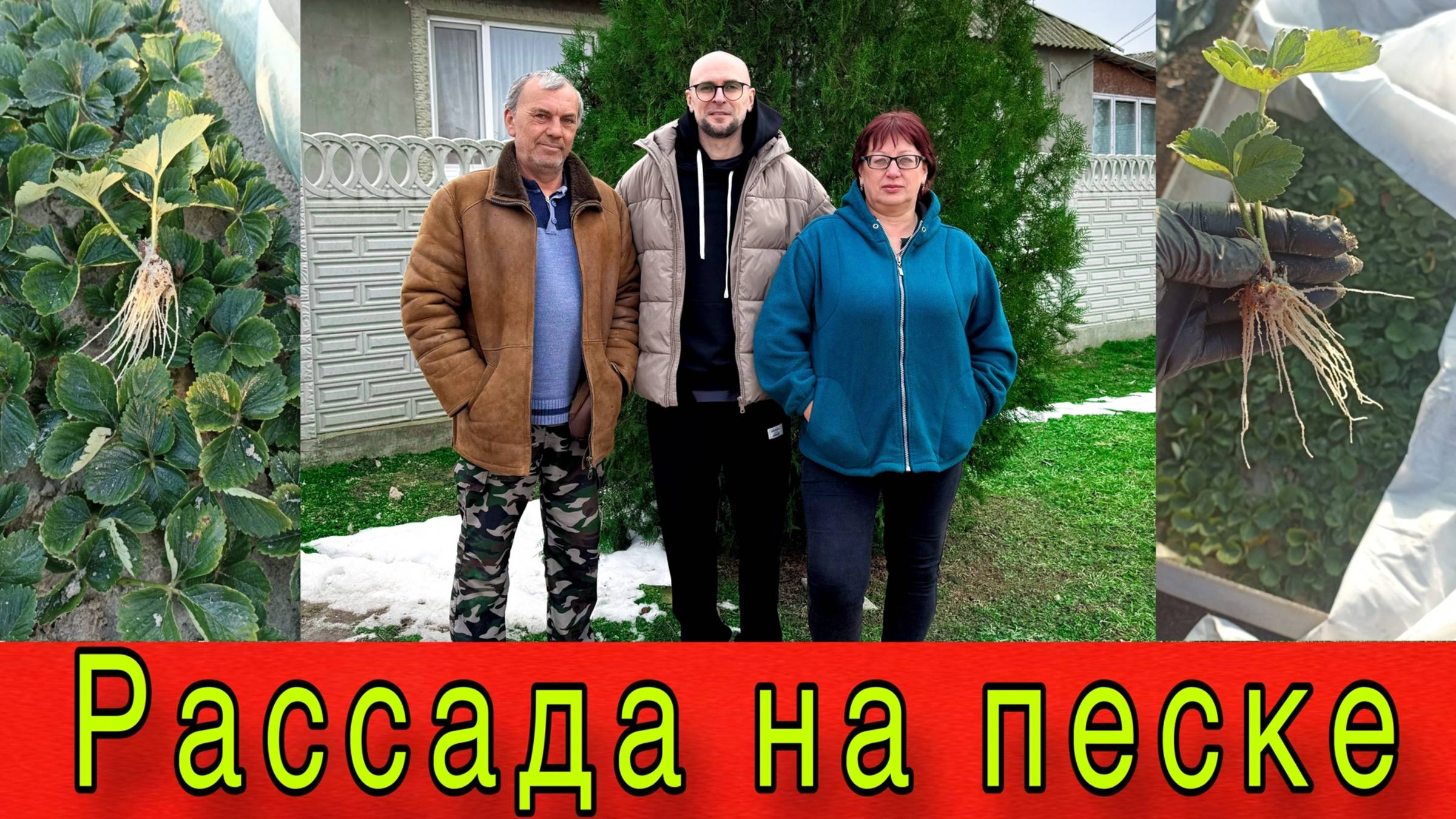 Рассада на песке. Как получить свежую рассаду весной #топыкатегорий