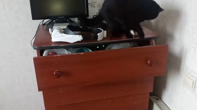 Кошки забавляются. Cats are having fun.