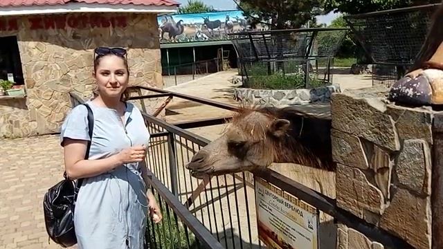 верблюд тайган