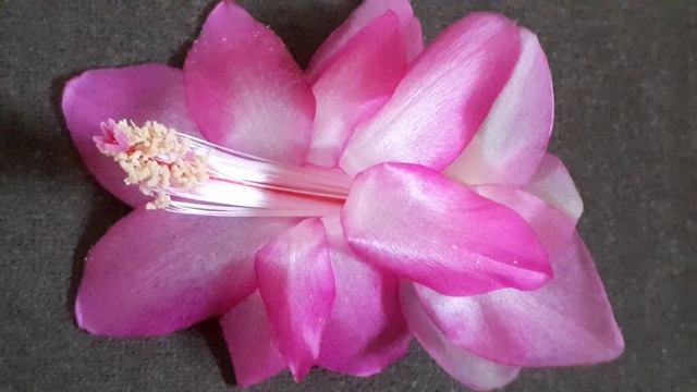 шлюмбергера POLKA DANCER