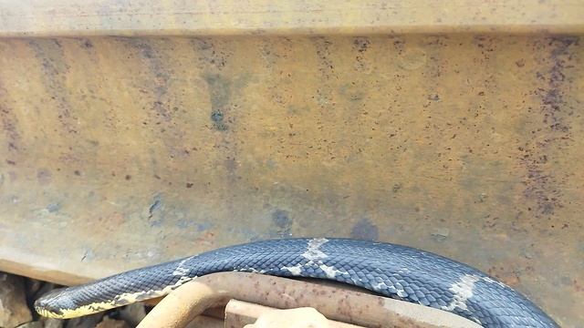 (телефон) Амурский полоз на железной дороге