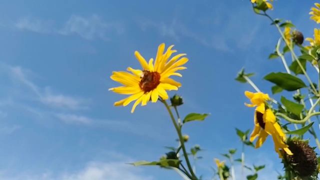 Пчелы на подсолнухе/ замедленная съемка. Bees on a sunflower/ slow motion