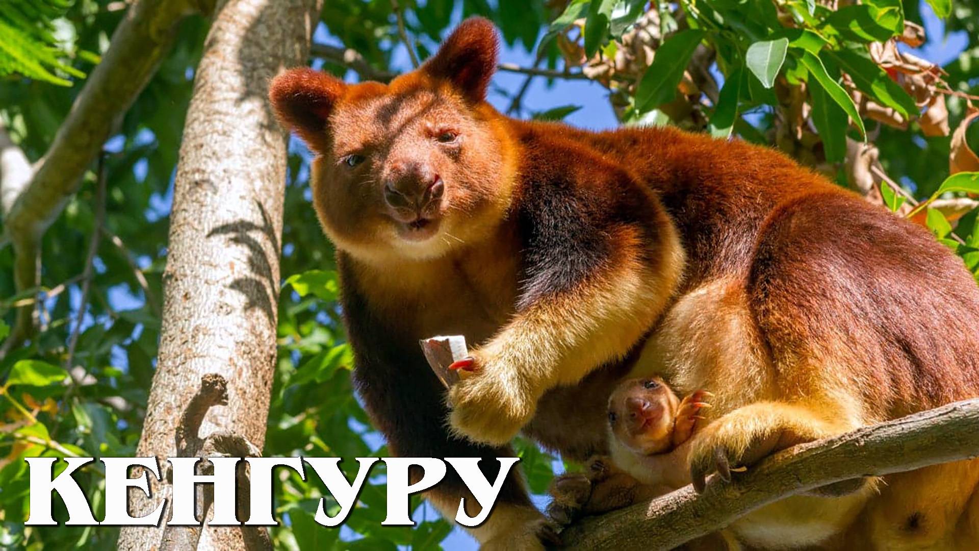 Древесные кенгуру: Таинственные Акробаты Леса | Интересные факты про кенгуру