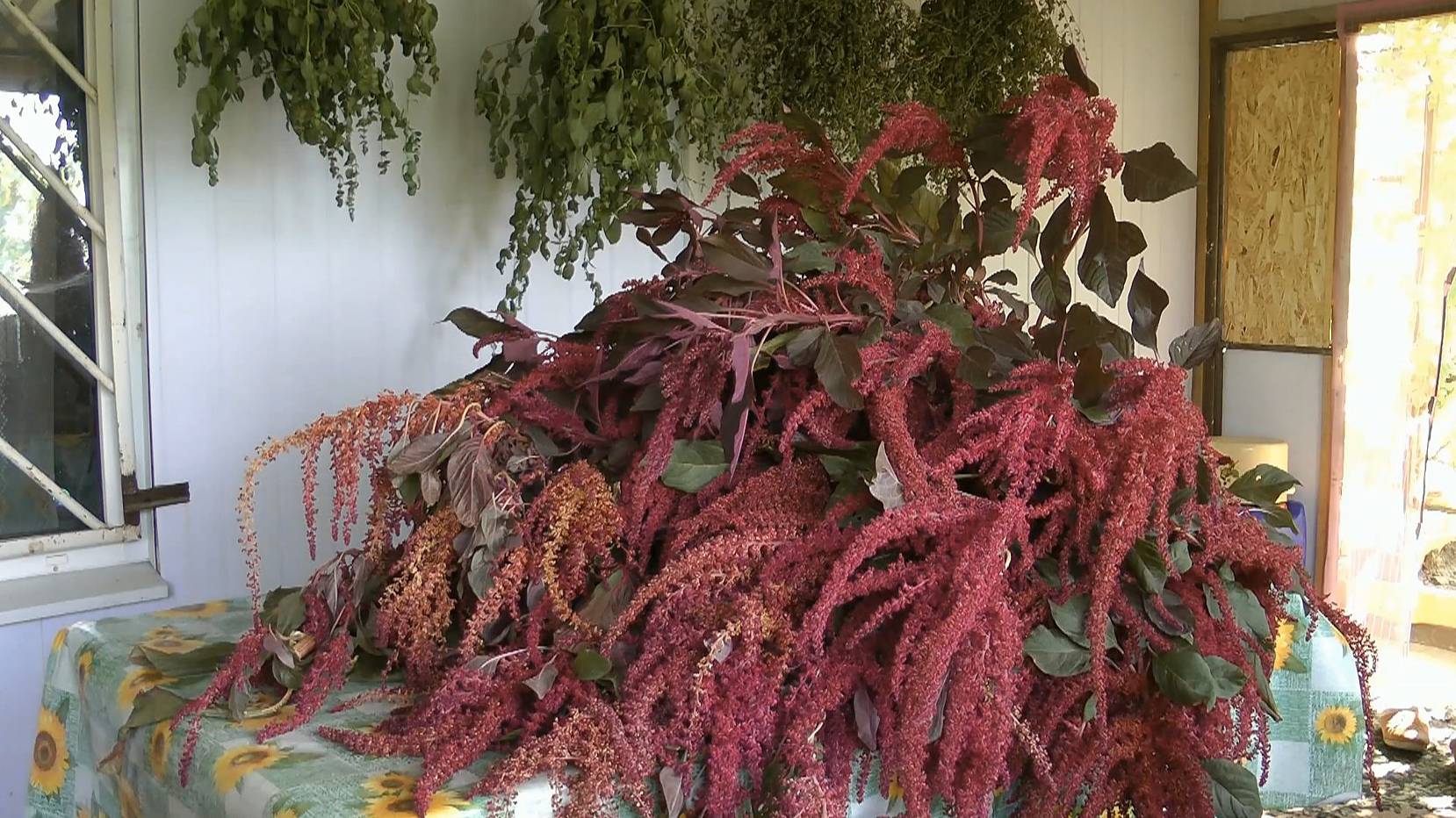 Заготовка чая из амаранта Валентина и Крепыш с ферментацией листьев