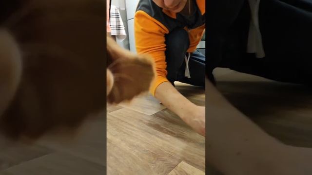Арчи едет домой! Английский кокер спаниель 🐶