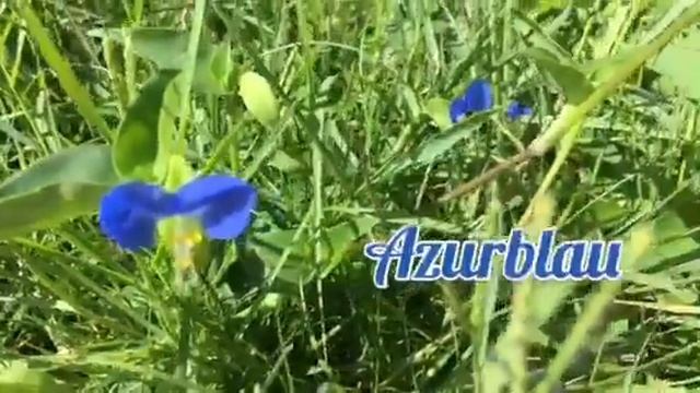 Wortschatz ~ 7 ~ Farben