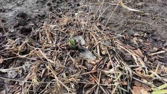 Весна уже здесь!