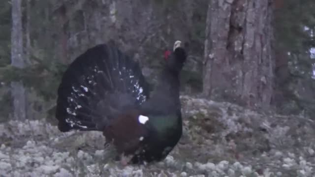 УТРО НА ГЛУХАРИНОМ ТОКУ / БРАЧНАЯ ПЕСНЯ ГЛУХАРЯ