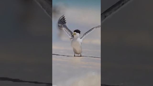 БЕРЕГИТЕ  МИР  ЖИВОТНЫХ!