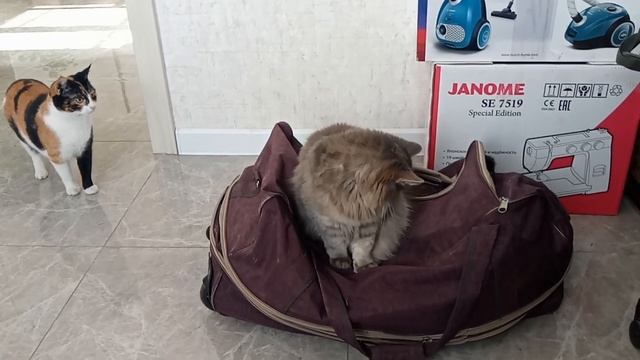 Кошки и сумка/Cats and travel bag