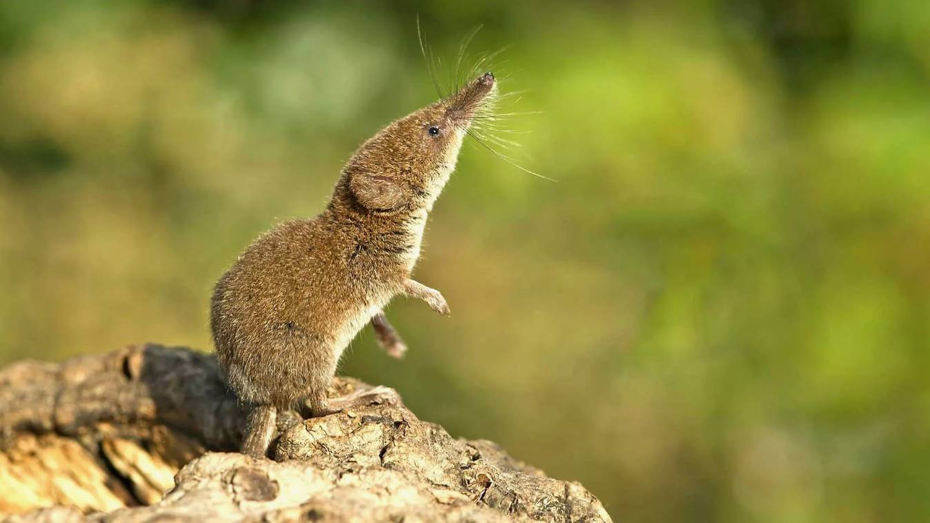 Землеройка: Самый маленький хищник на Планете Земля | Аудиокнига